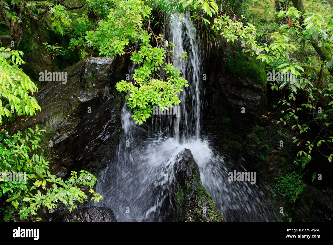 A small waterfall surrounded by the bright green of new growth in ...