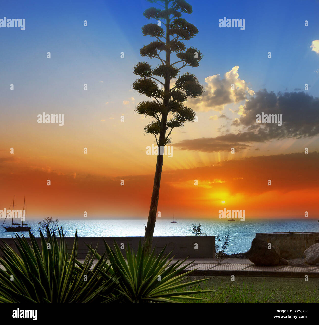 Amadores agave sunset in Gran Canaria Canary islands Stock Photo - Alamy