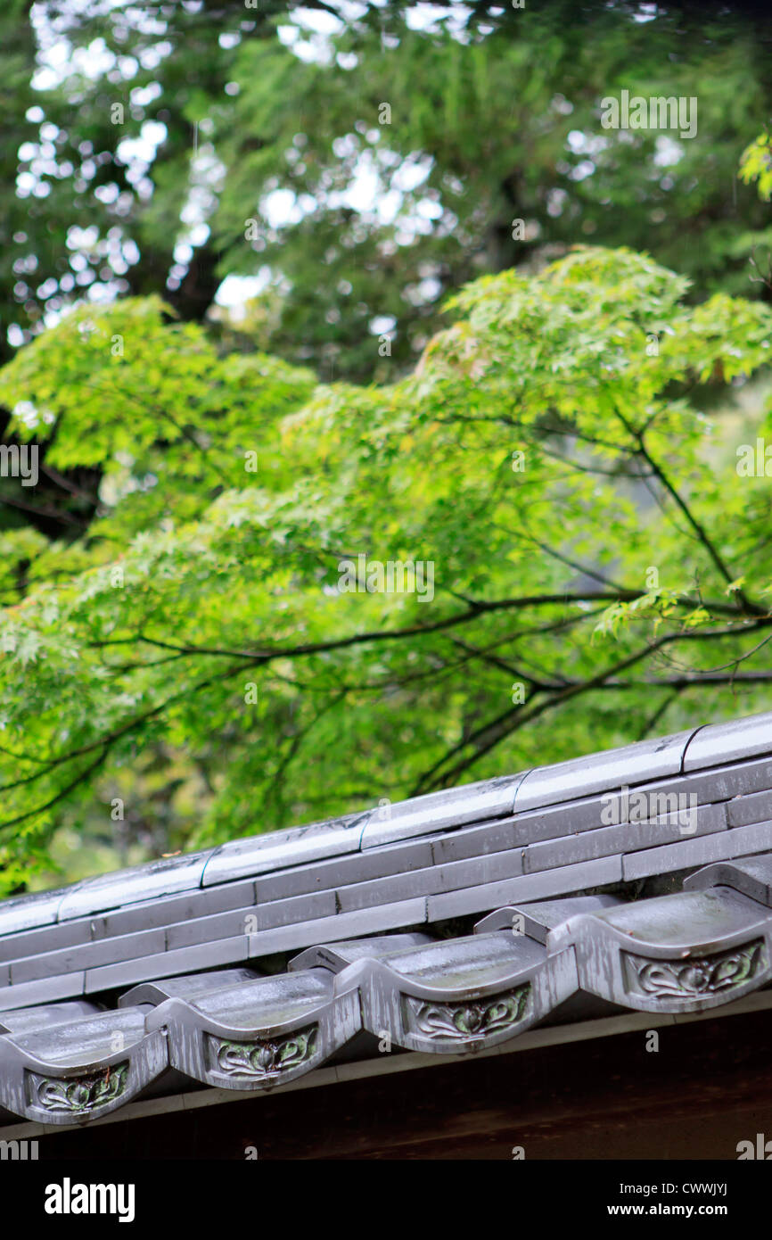 Ornate traditionally tiled roof and Japanese maple leaf in the grounds ...