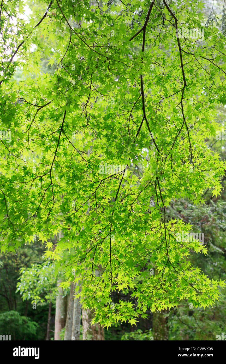 Bright green Japanese Maple trees in their Spring foliage colours at ...