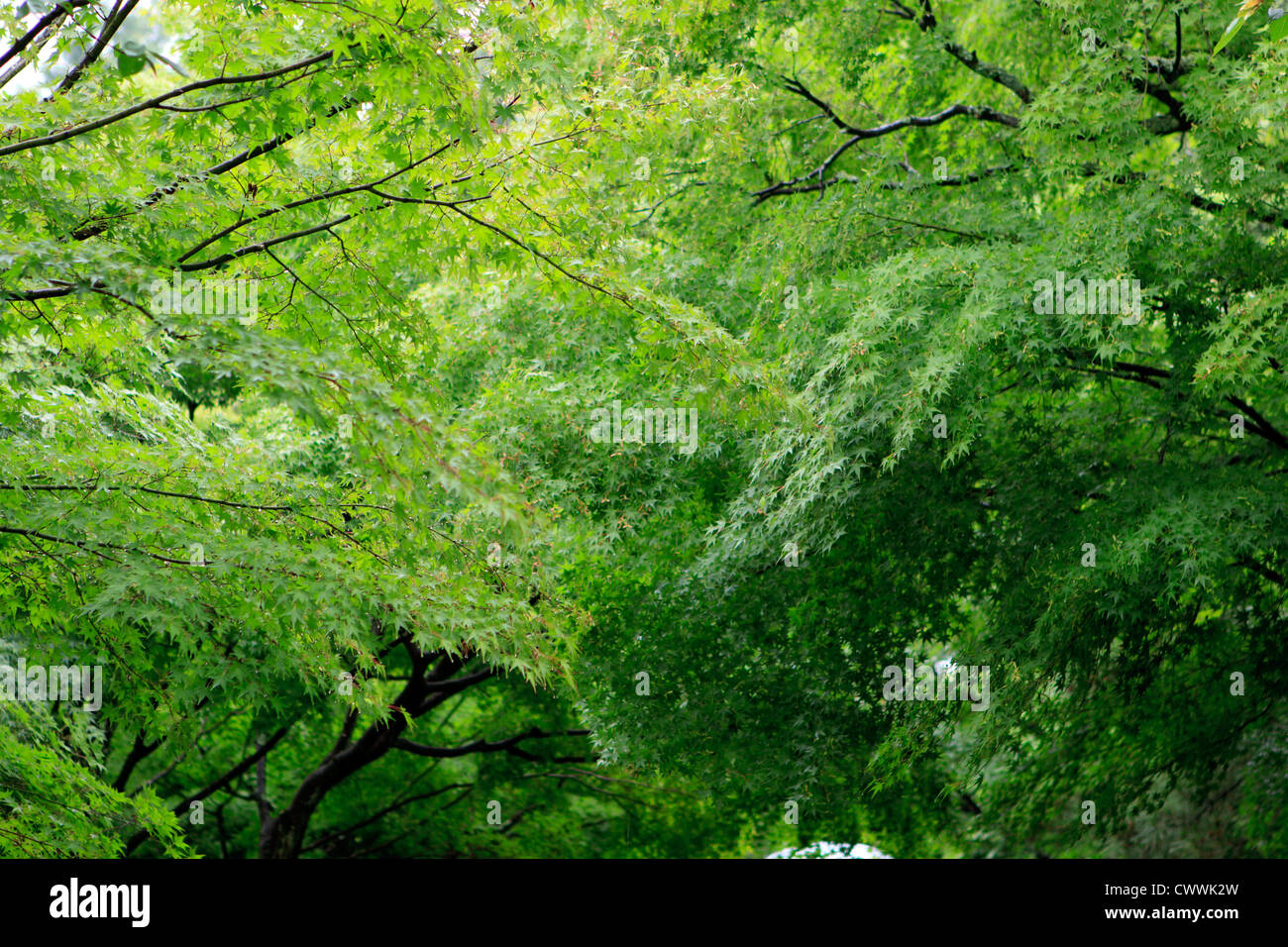 Bright green Japanese Maple trees in their Spring foliage colours at ...