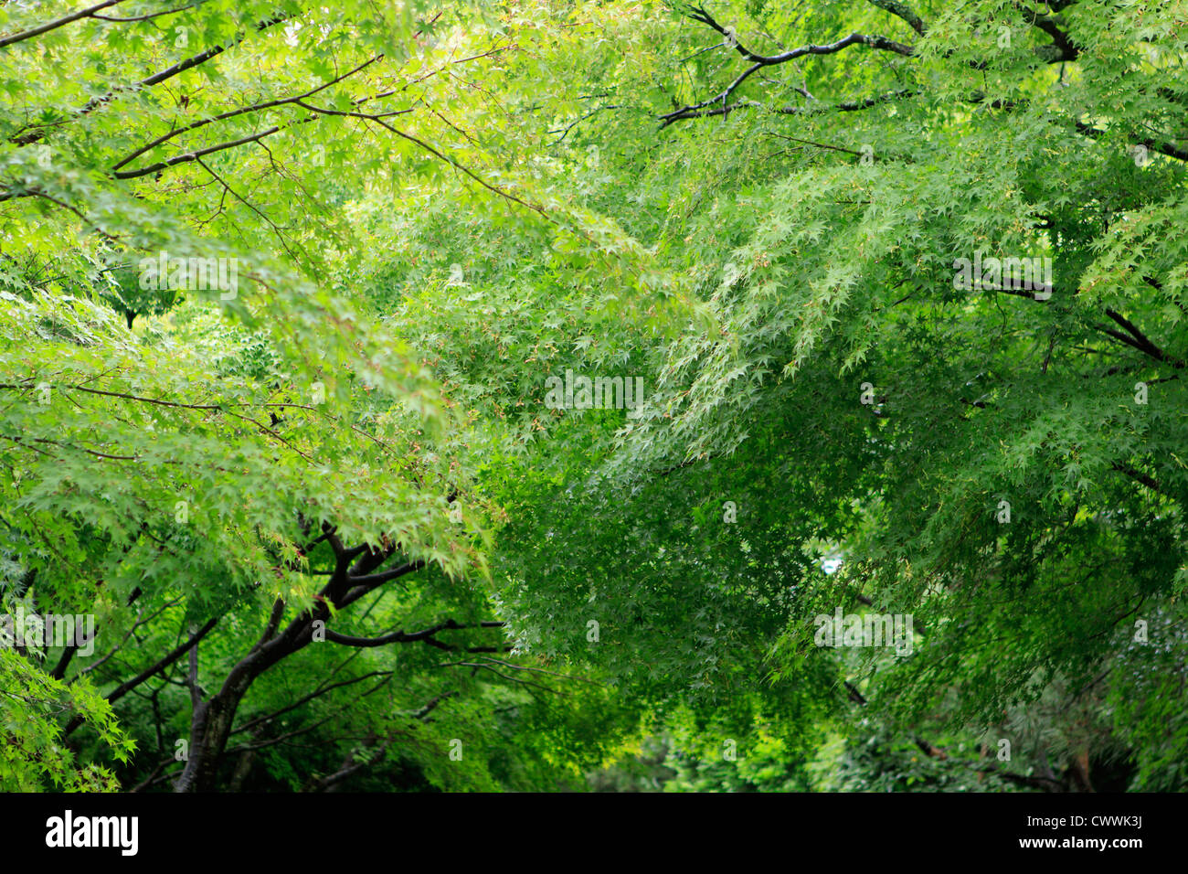 Bright green Japanese Maple trees in their Spring foliage colours at ...