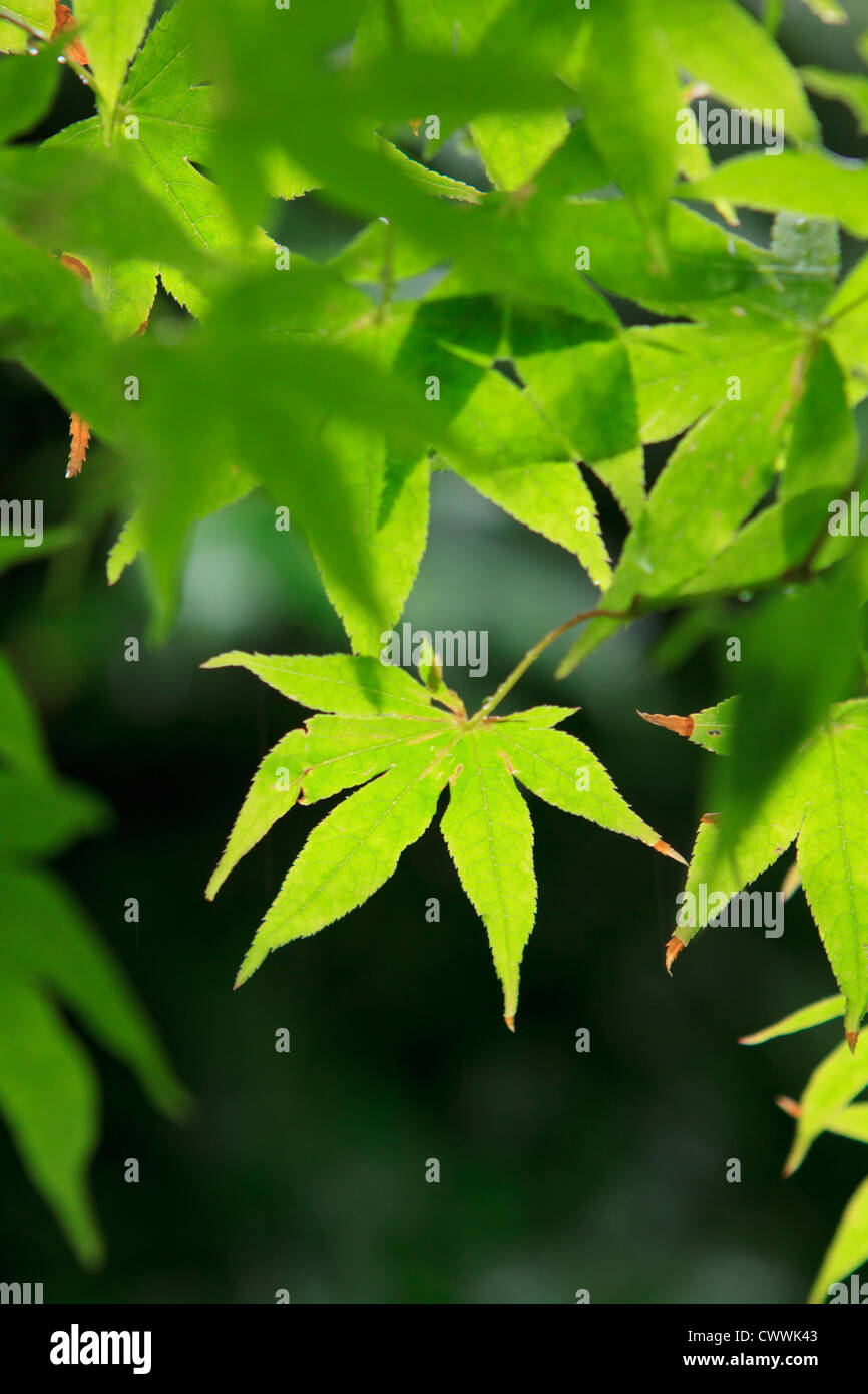 Bright green Japanese Maple trees in their Spring foliage colours at ...