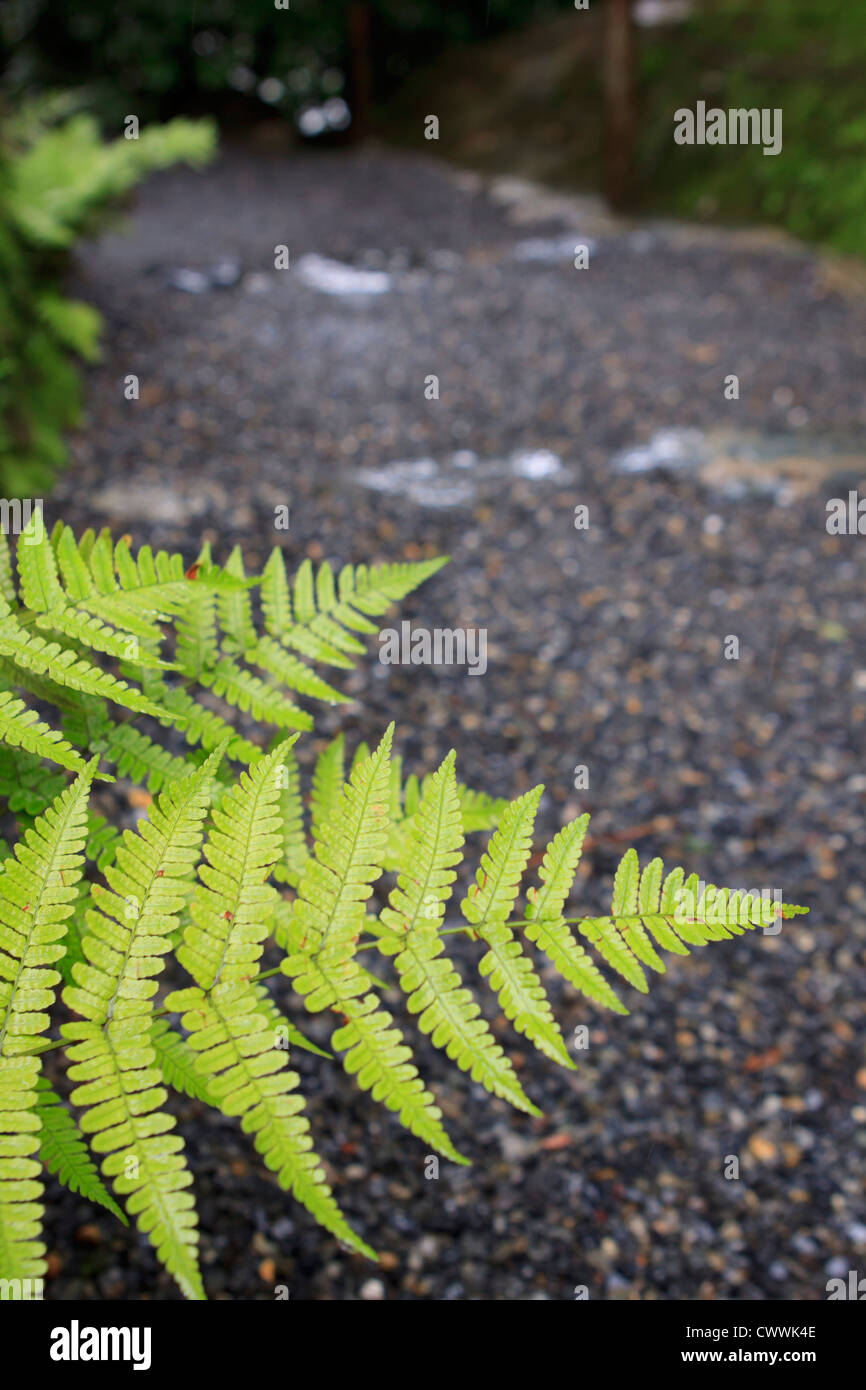 Bright green ferns line the path at Ryoan-Ji in Kyoto, Japan Stock ...