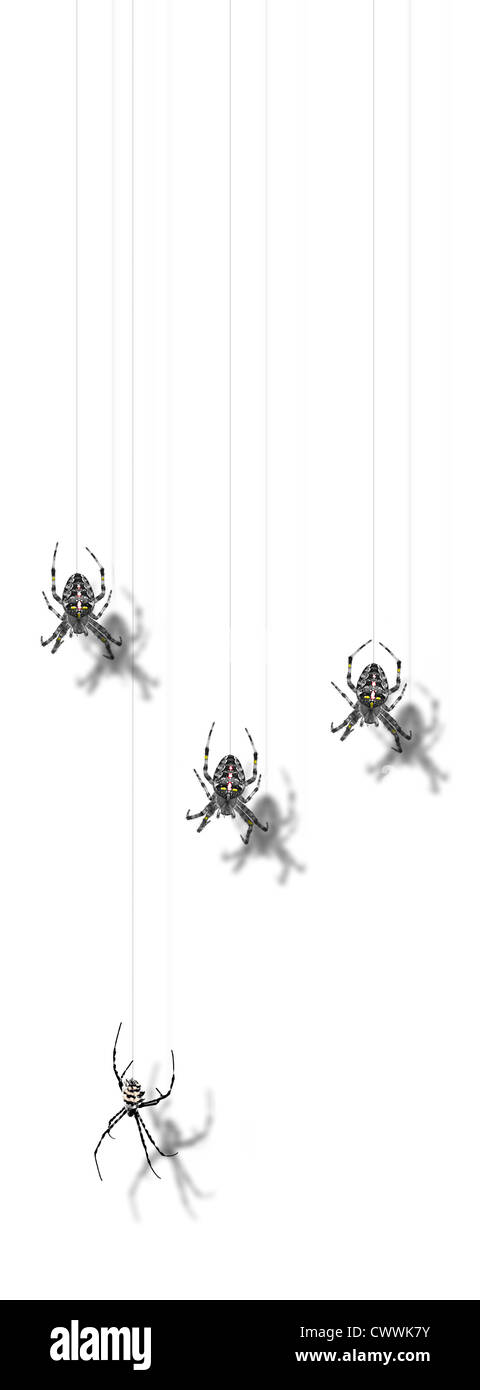 Three similar spiders in pursuit of a different type of spider Stock ...