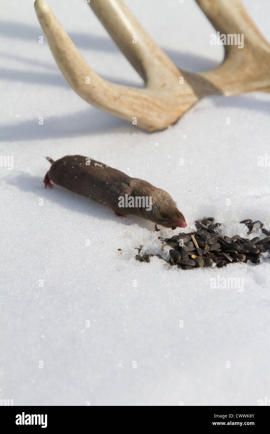 American short tailed shrew hi-res stock photography and images - Alamy