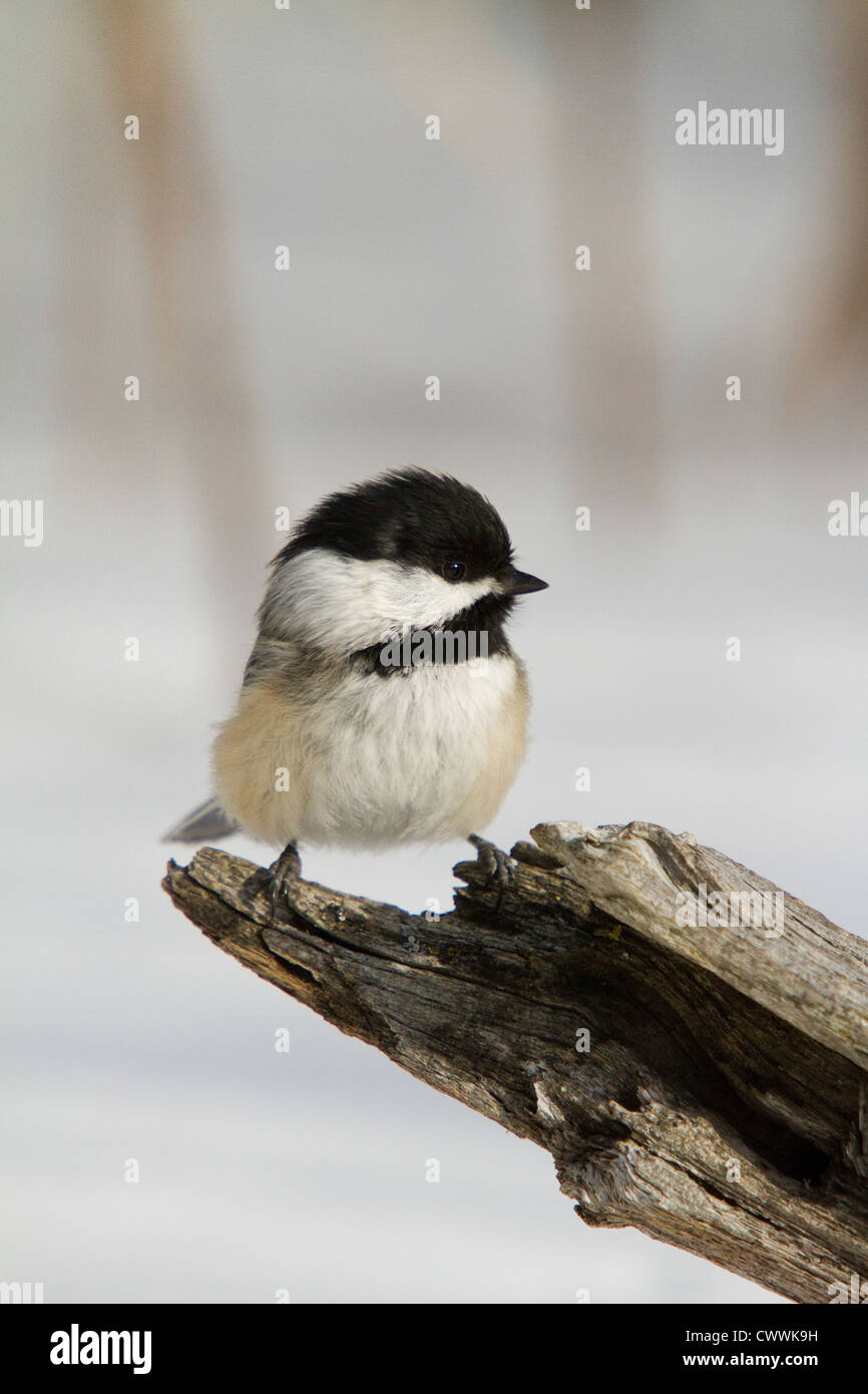 Female chickadee hi-res stock photography and images - Alamy