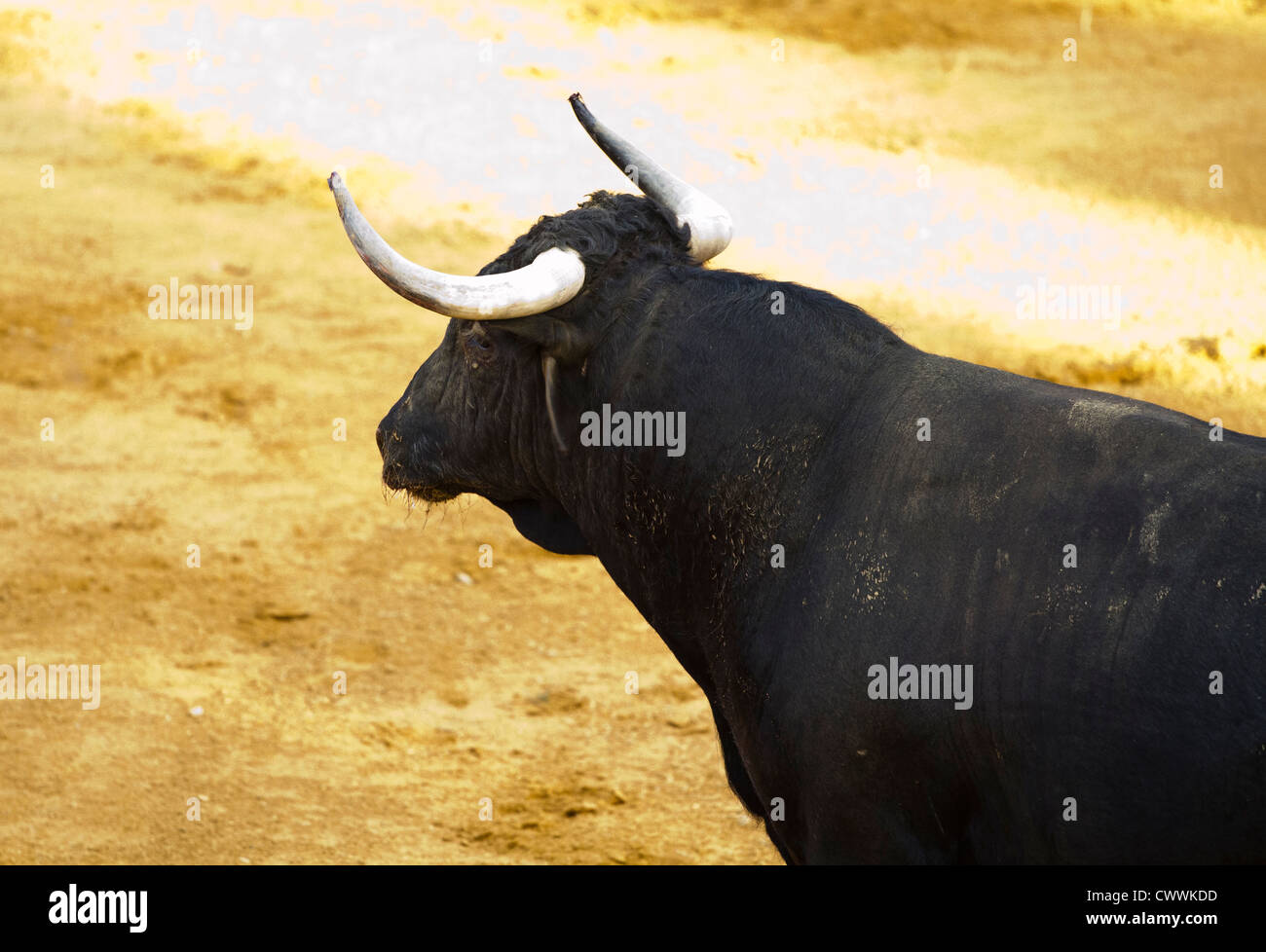 Spanish black bull's head in sand bullring Stock Photo - Alamy