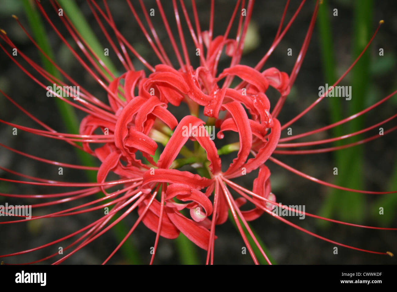 red spider lily macro photography picture print reds Stock Photo - Alamy