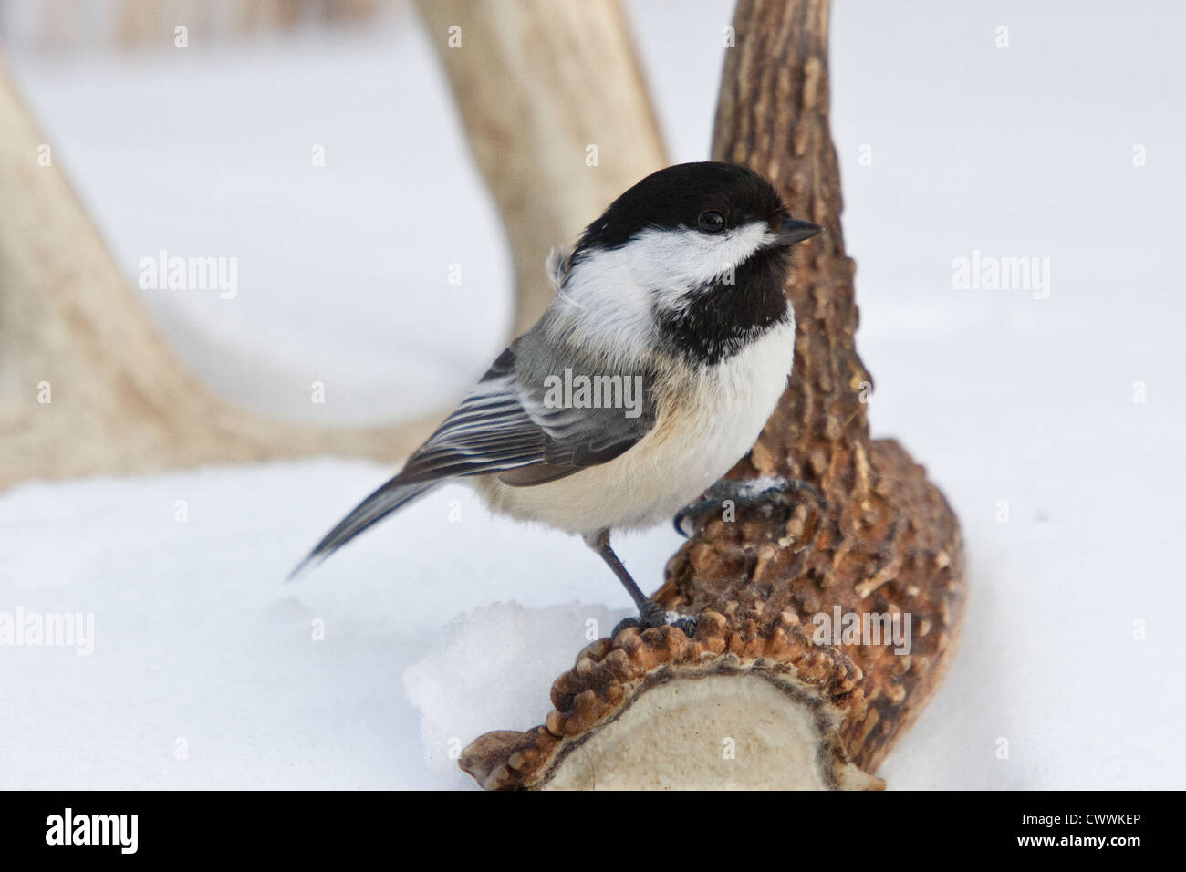 Black-capped chickadee perched on a shed white-tailed deer antler Stock ...