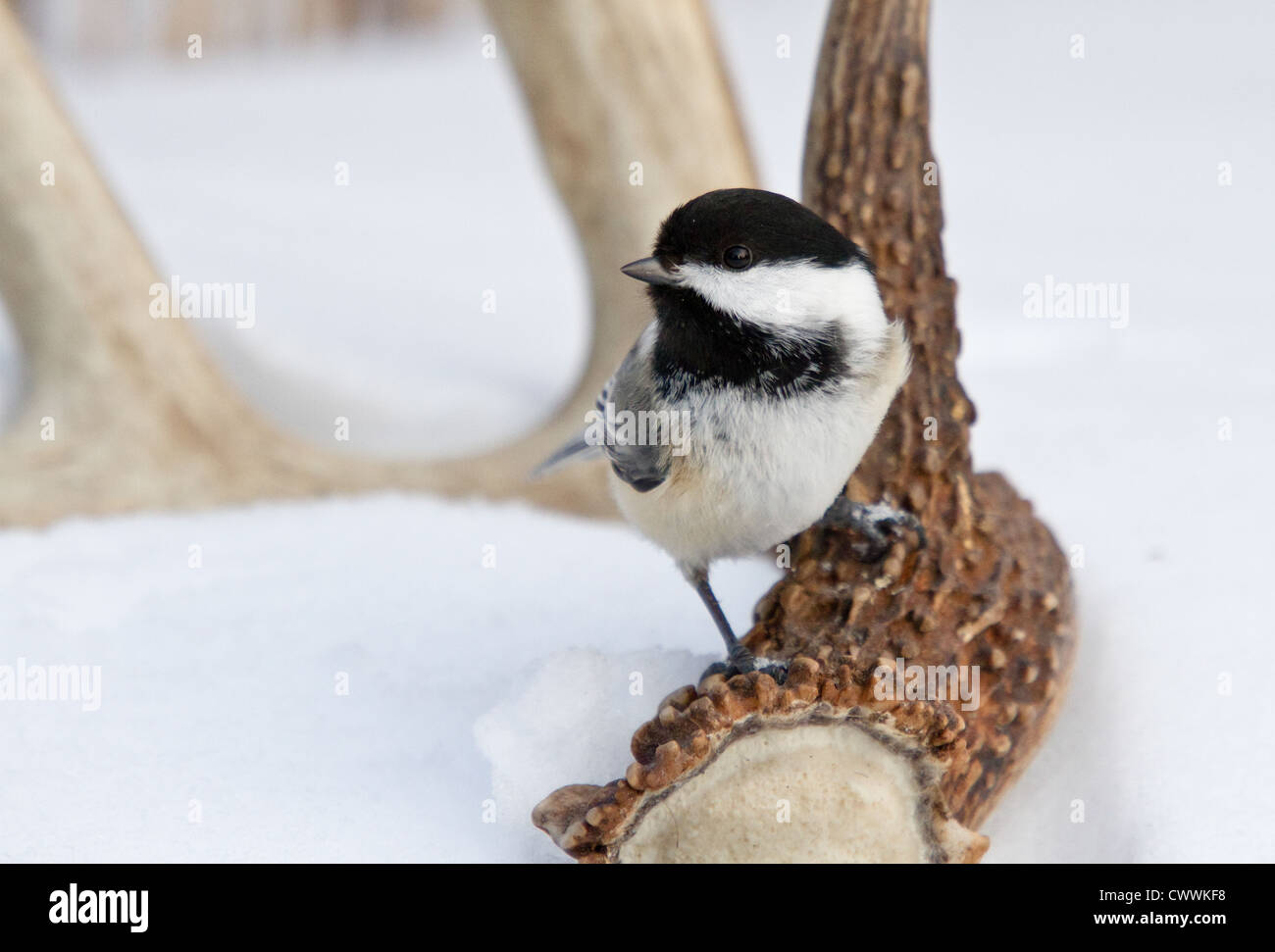 Black-capped chickadee perched on a shed white-tailed deer antler Stock ...