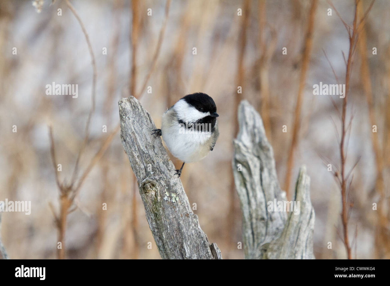 Female chickadee hi-res stock photography and images - Alamy
