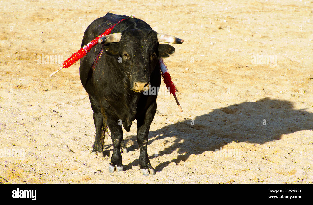 Spanish bull. Bullfight. Animal of great strength and nobility Stock ...