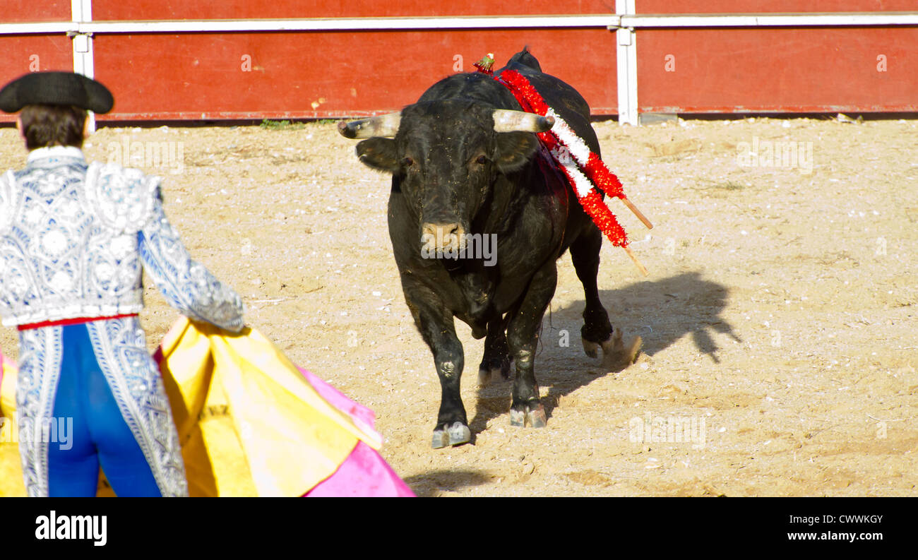 Torero and bull in bullfight. Madrid, Spain Stock Photo - Alamy