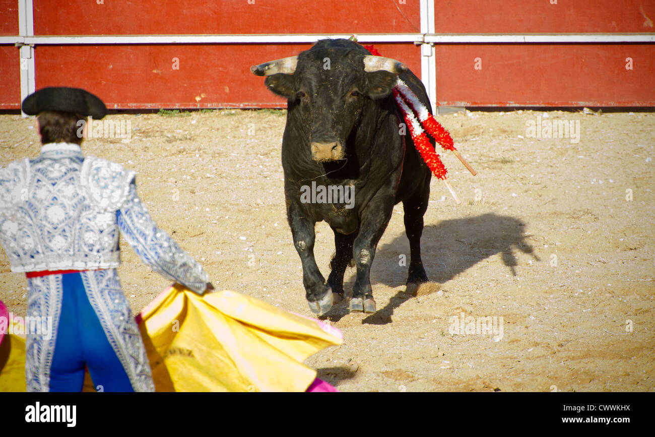 Torero and bull in bullfight. Madrid, Spain Stock Photo - Alamy