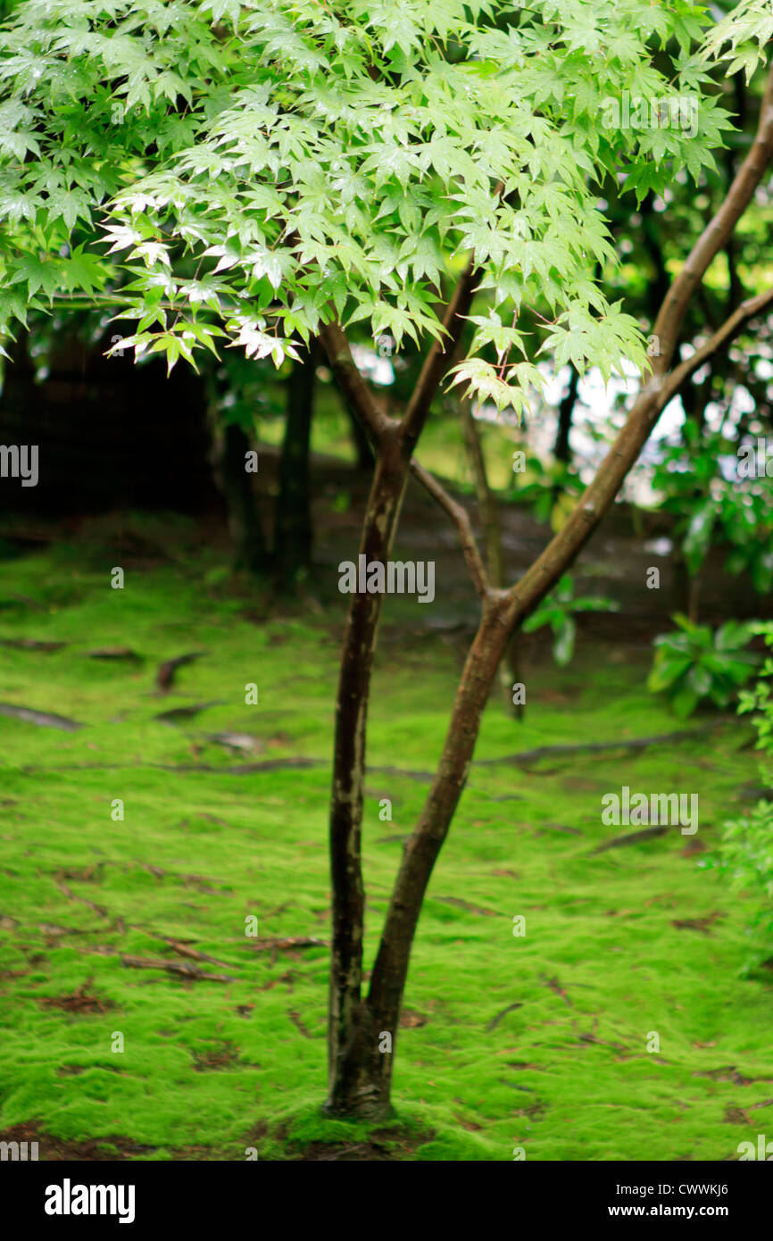 Japanese trees in grounds hi-res stock photography and images - Alamy