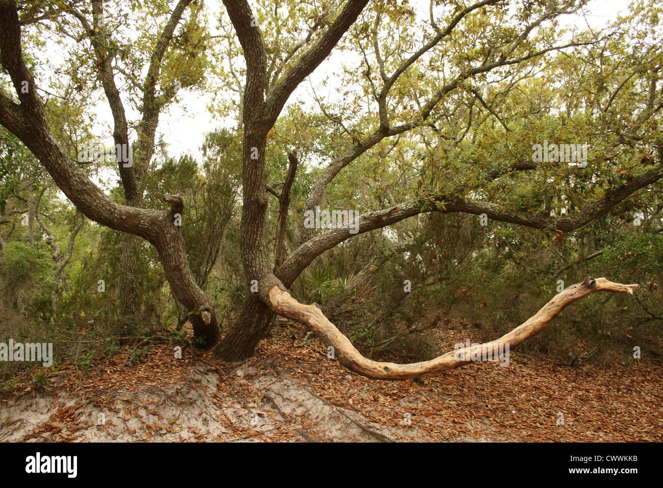 old crooked tree branches forest jekyll island islands ga georgia Stock ...