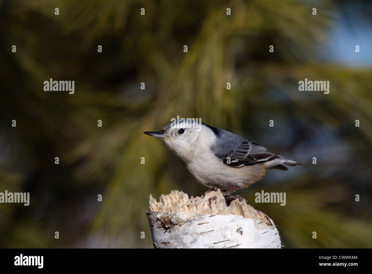 Female nuthatch hi-res stock photography and images - Alamy