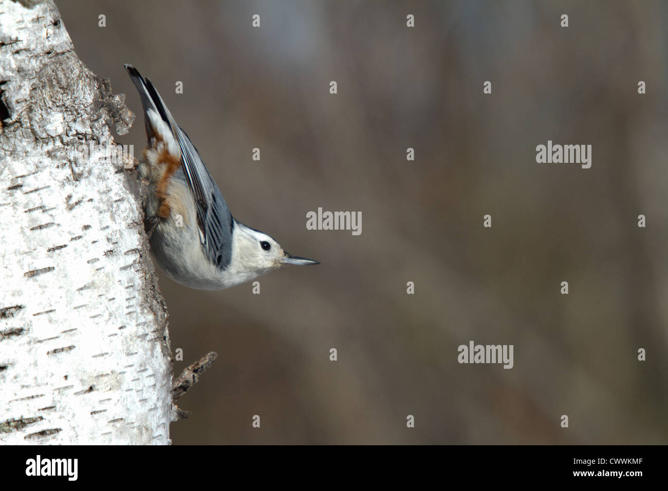 Female white breasted nuthatch hi-res stock photography and images - Alamy