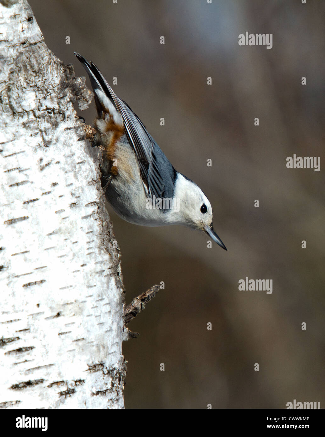 Female nuthatch hi-res stock photography and images - Alamy