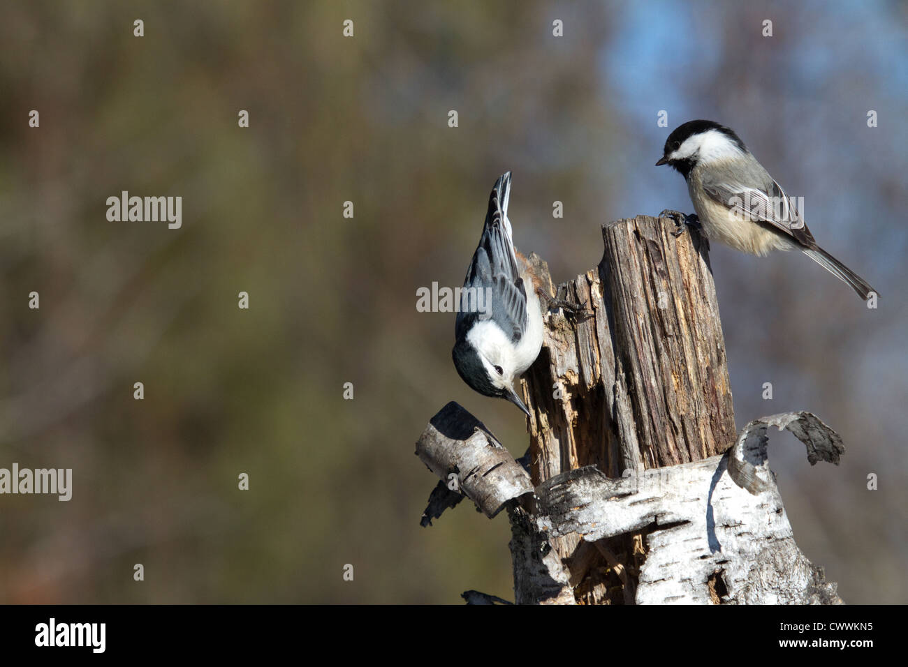 Black-capped Chickadee and White-breasted Nuthatch Stock Photo - Alamy