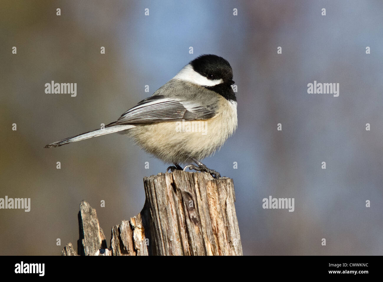 Female chickadee bird hi-res stock photography and images - Alamy