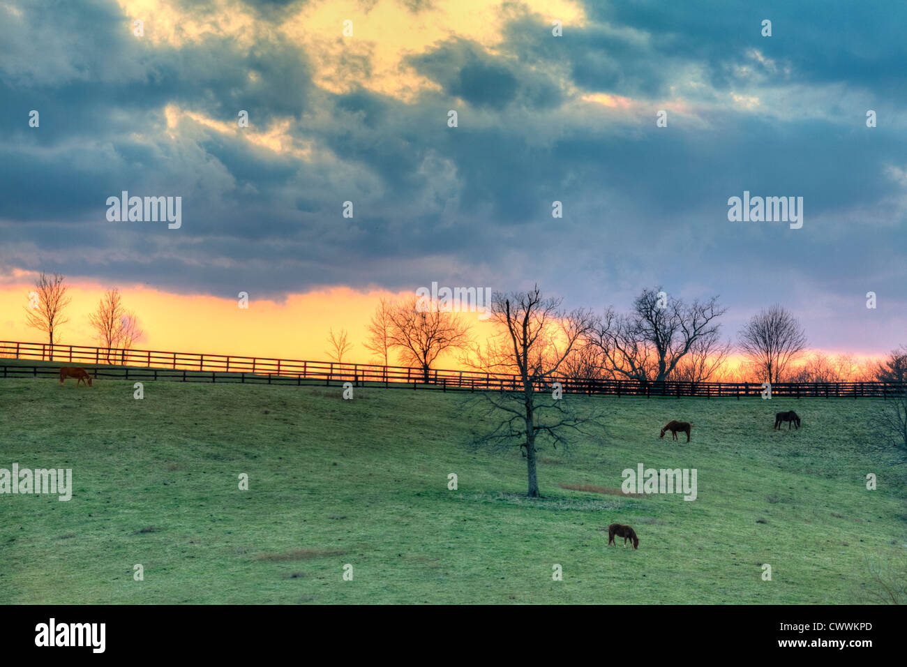 Horses on a farm in the evening Stock Photo - Alamy