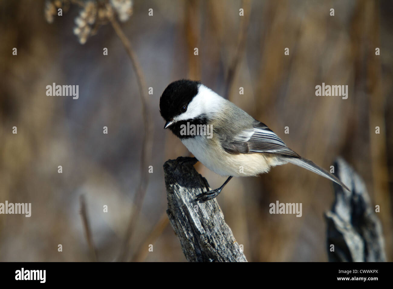 Female chickadee bird hi-res stock photography and images - Alamy