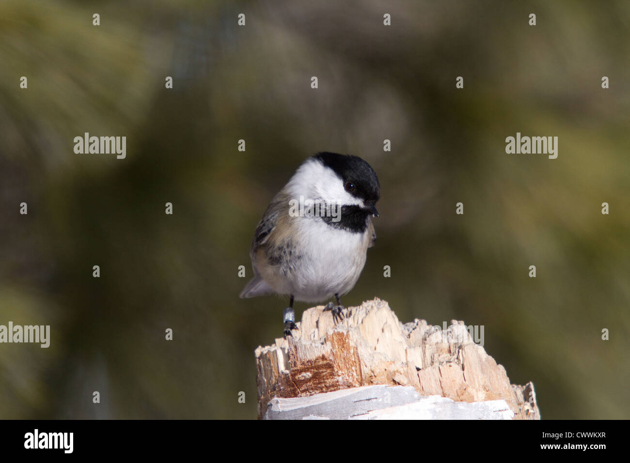 Female chickadee bird hi-res stock photography and images - Alamy