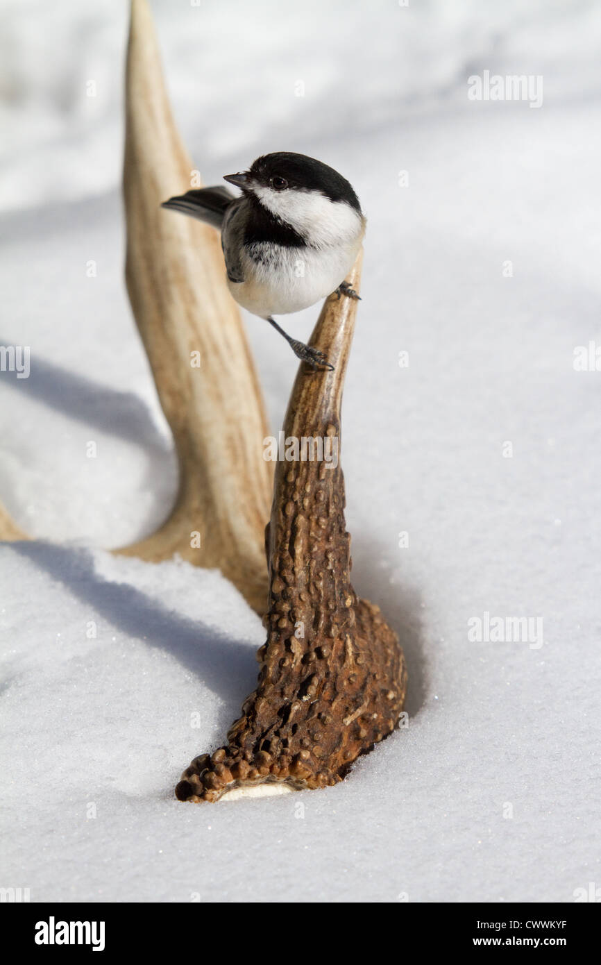 Black-capped chickadee perched on a shed white-tailed deer antler Stock ...
