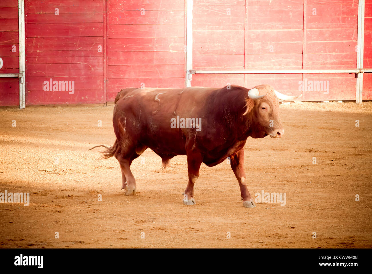 Spanish brown bull, Madrid, Spain Stock Photo - Alamy