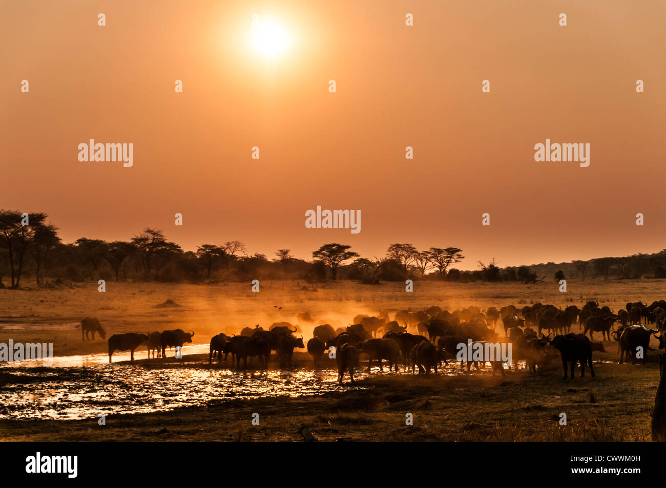Wildebeest gather around the waterhole near Sikumoi Tree Lodge in ...