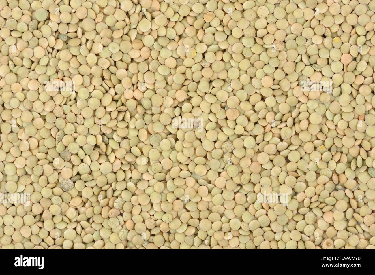 Seeds of lentils close up on a white background Stock Photo - Alamy