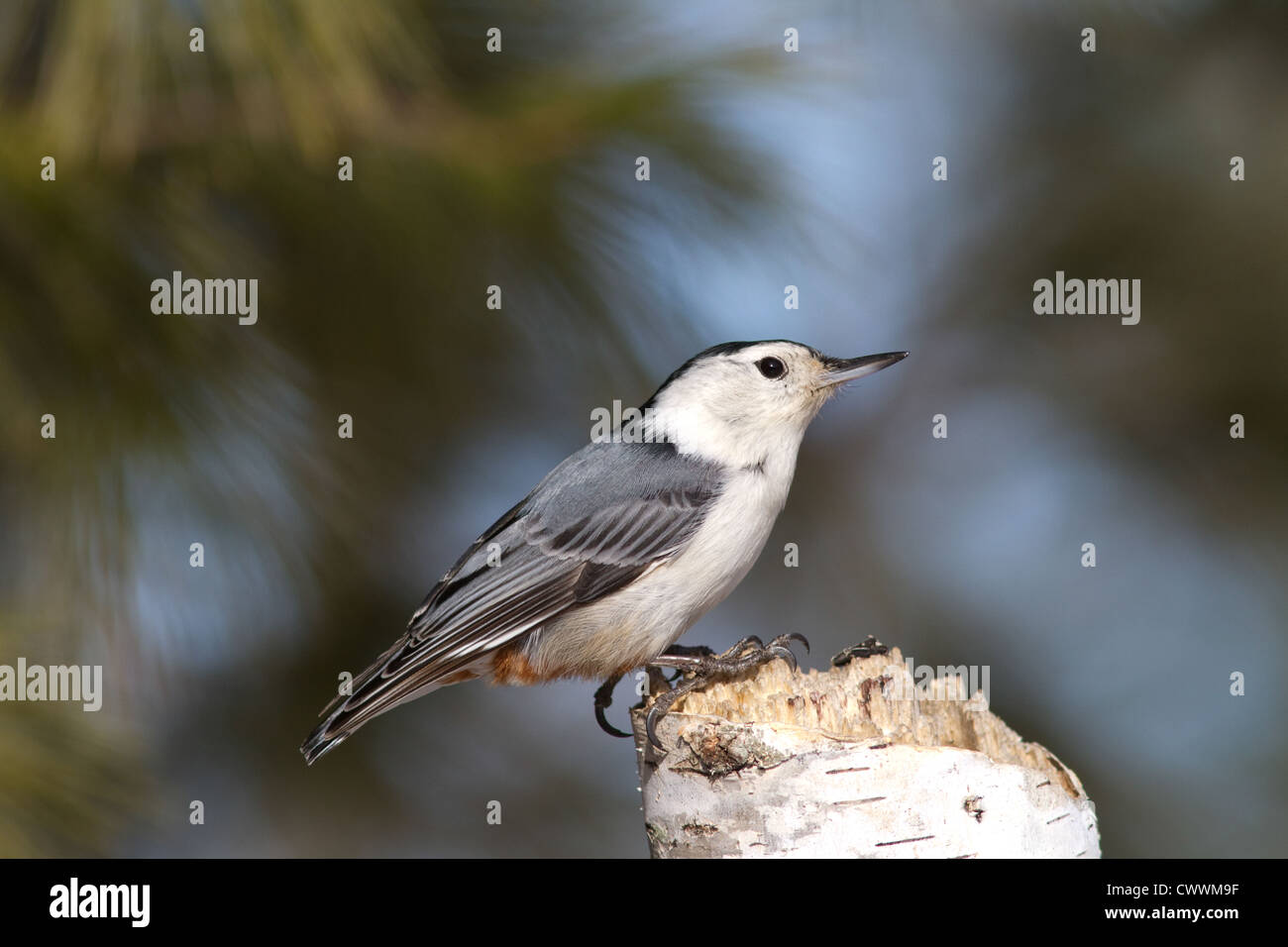 Female nuthatch hi-res stock photography and images - Alamy