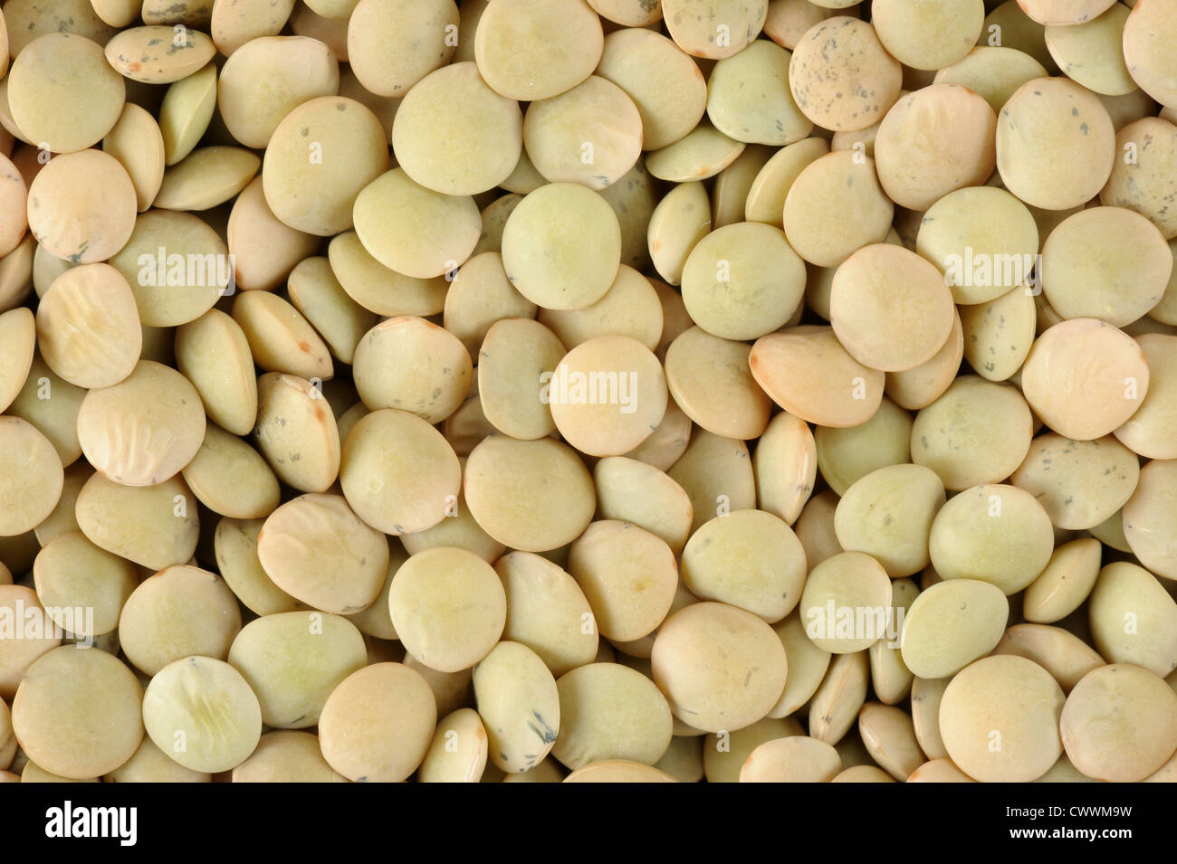 Seeds of lentils close up on a white background Stock Photo - Alamy