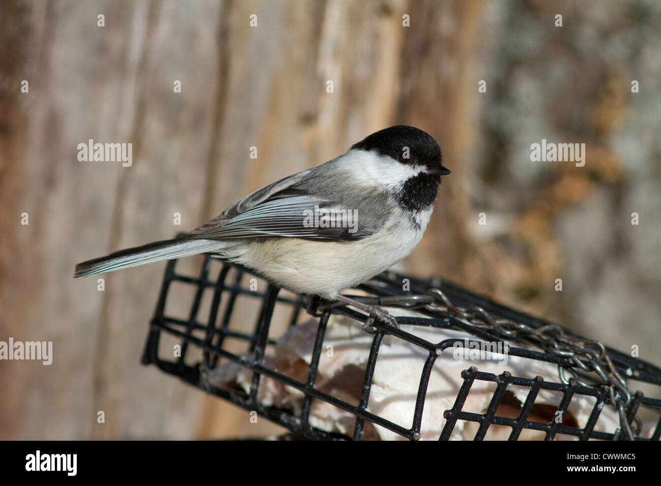 Female chickadee hi-res stock photography and images - Alamy