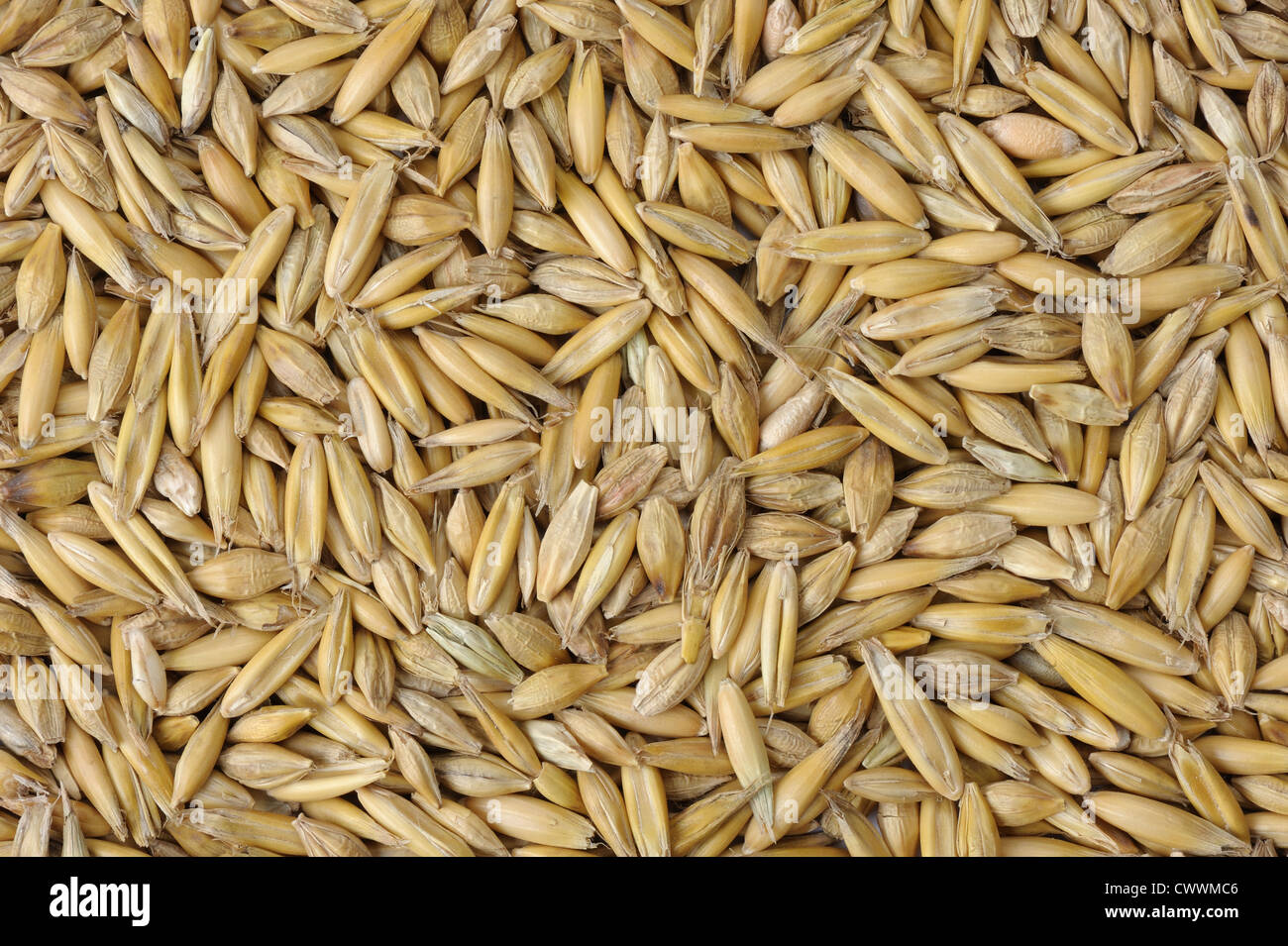 Seeds of oats close up on a white background Stock Photo - Alamy