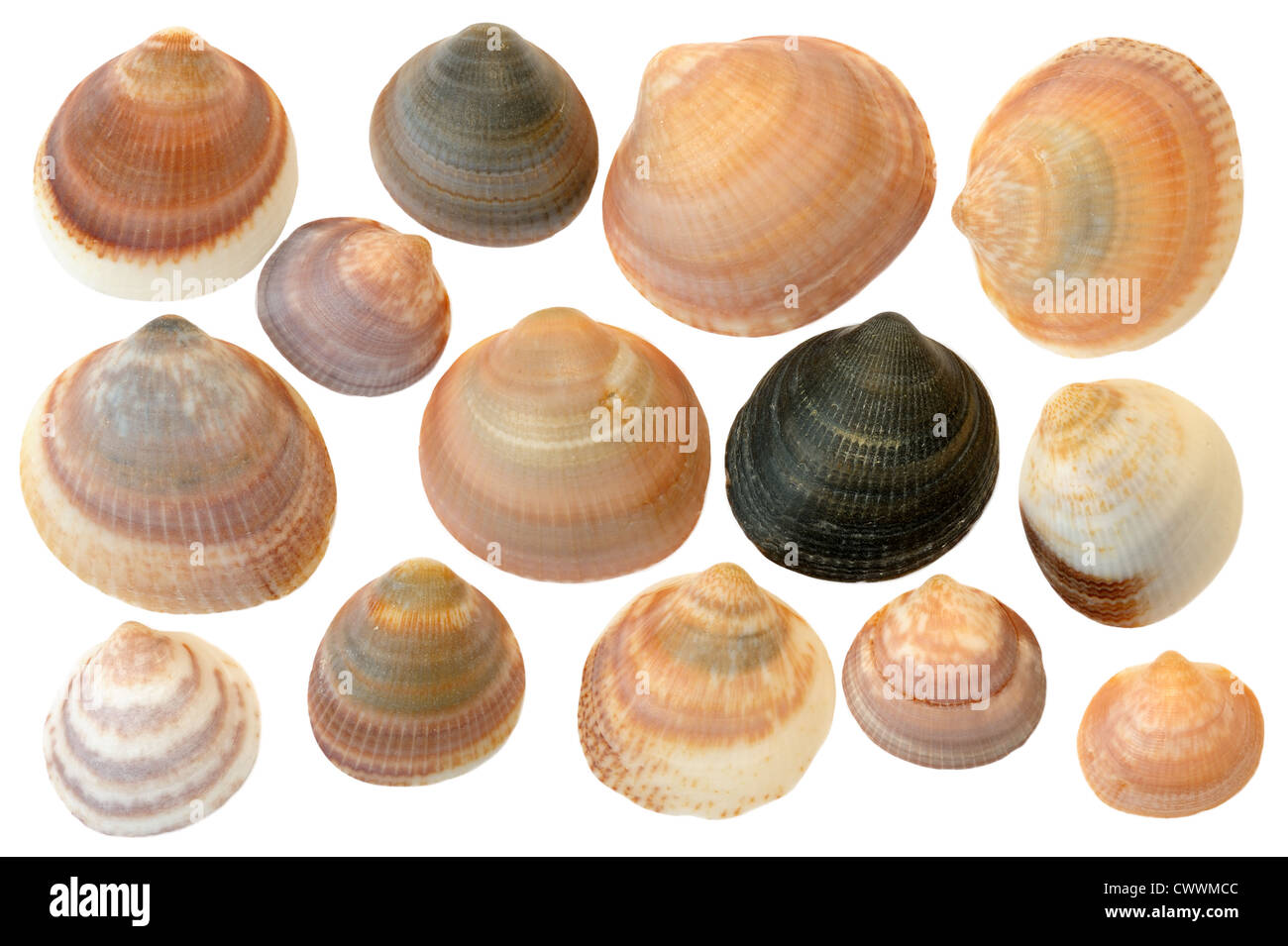 Different sea shells on a white background Stock Photo - Alamy