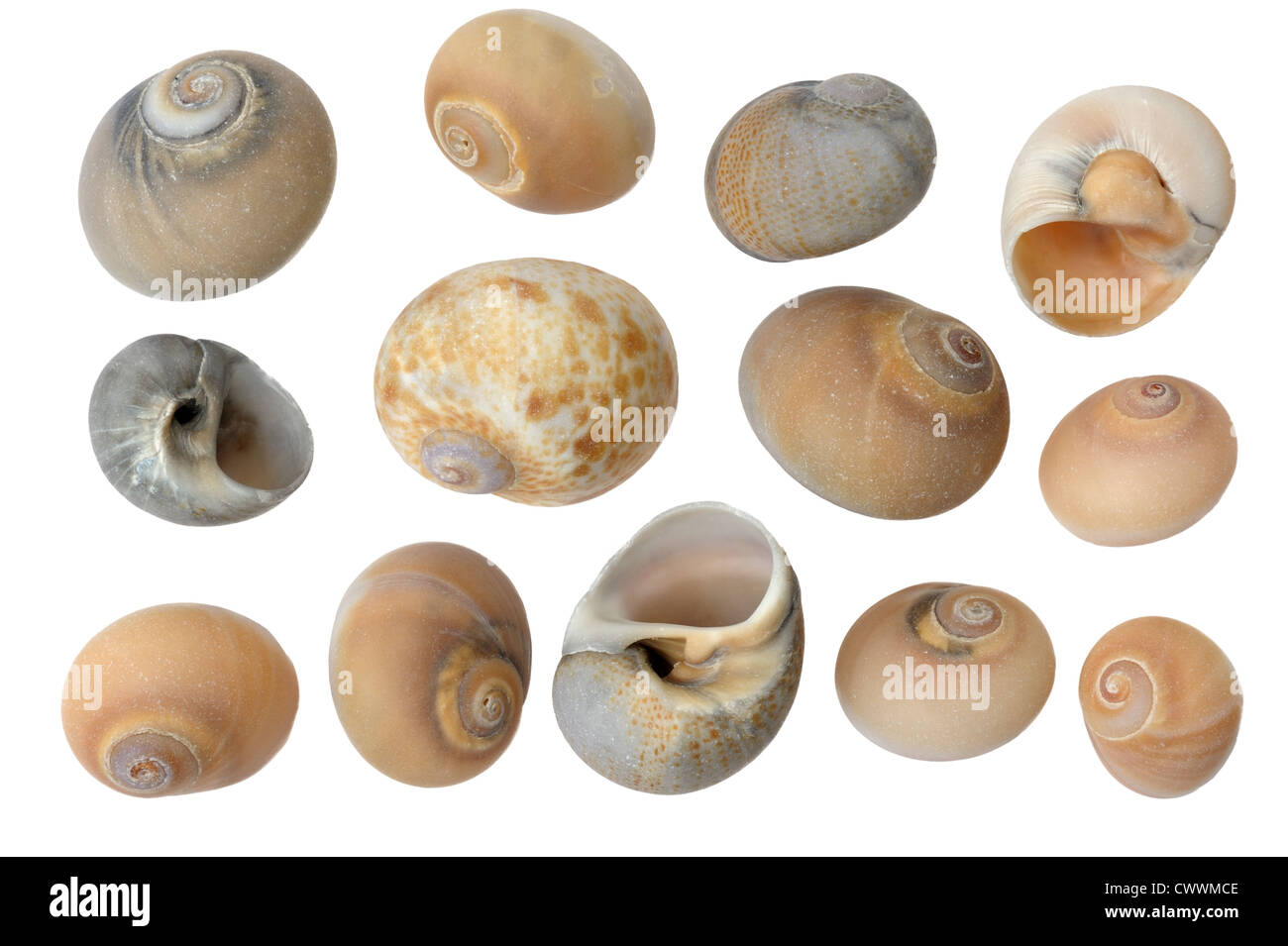 Different sea shells on a white background Stock Photo - Alamy