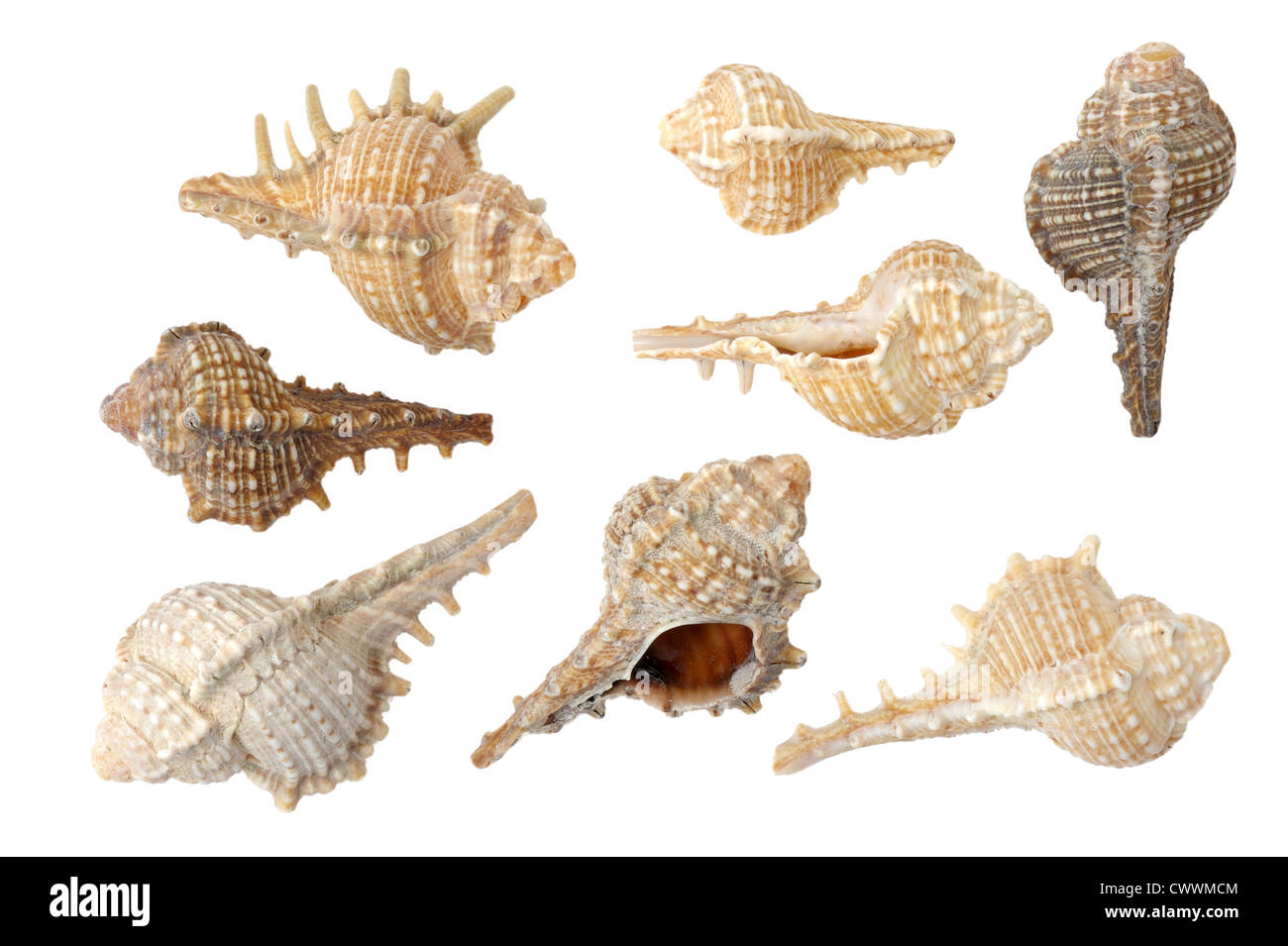 Different sea shells on a white background Stock Photo - Alamy