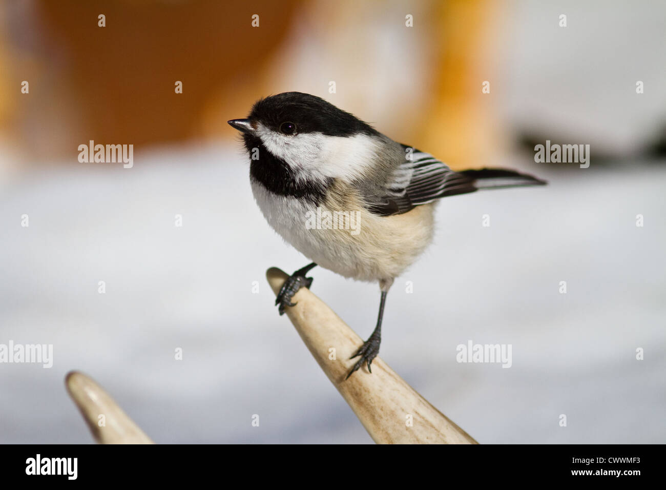 Black-capped chickadee perched on a shed white-tailed deer antler Stock ...