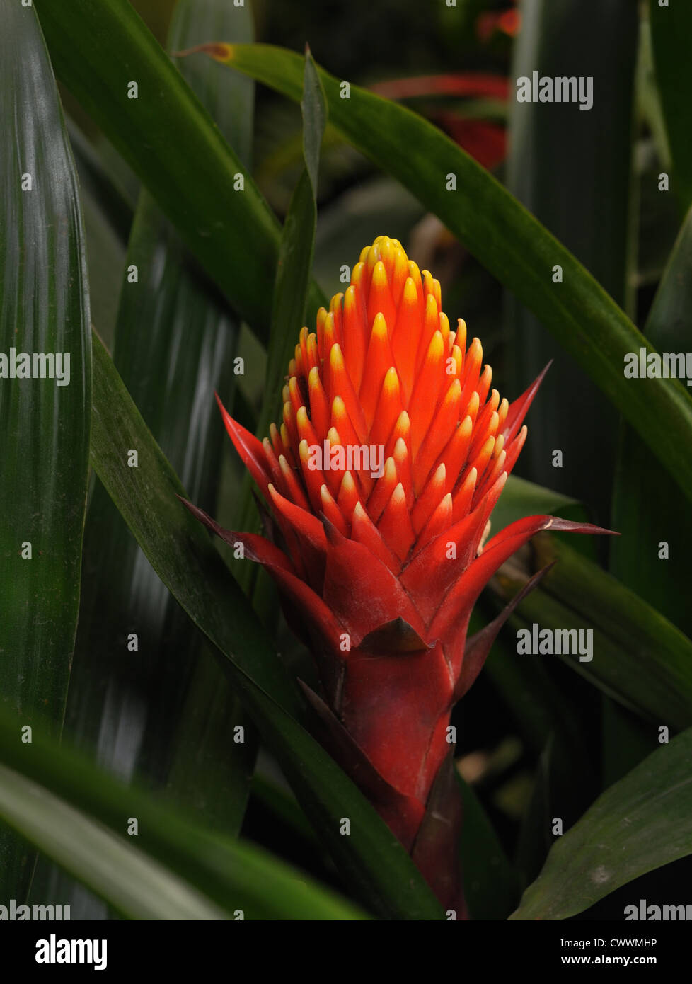 Bright tropical flower hi-res stock photography and images - Alamy