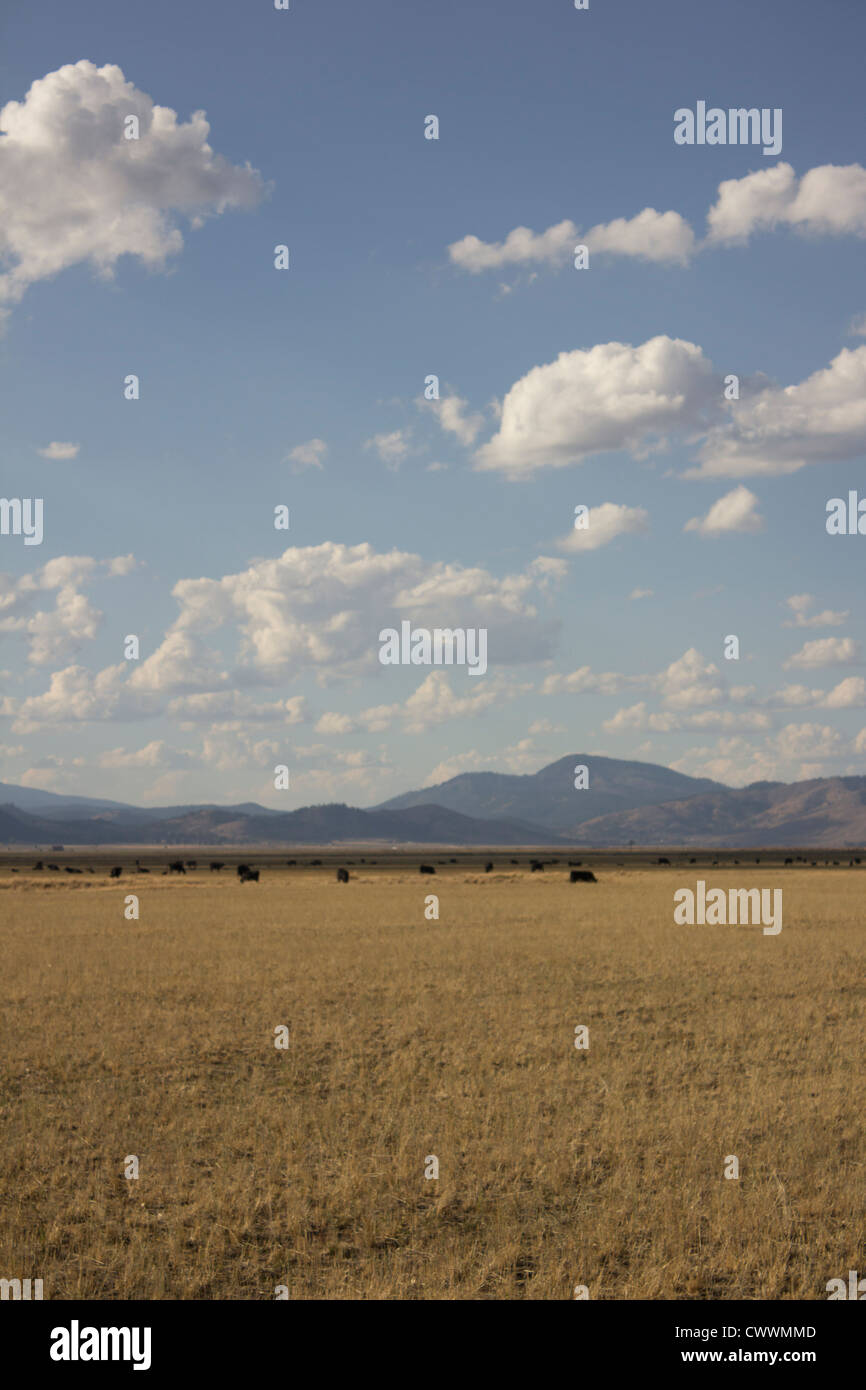 Large open field with clouds in the sky Stock Photo - Alamy
