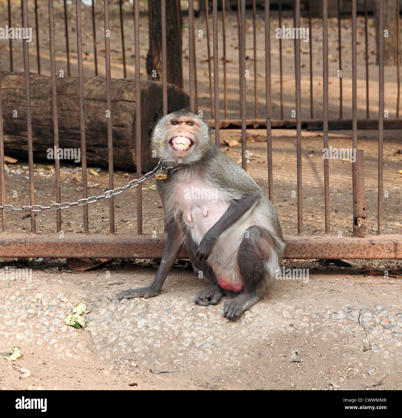 Crossbreed monkey hi-res stock photography and images - Alamy