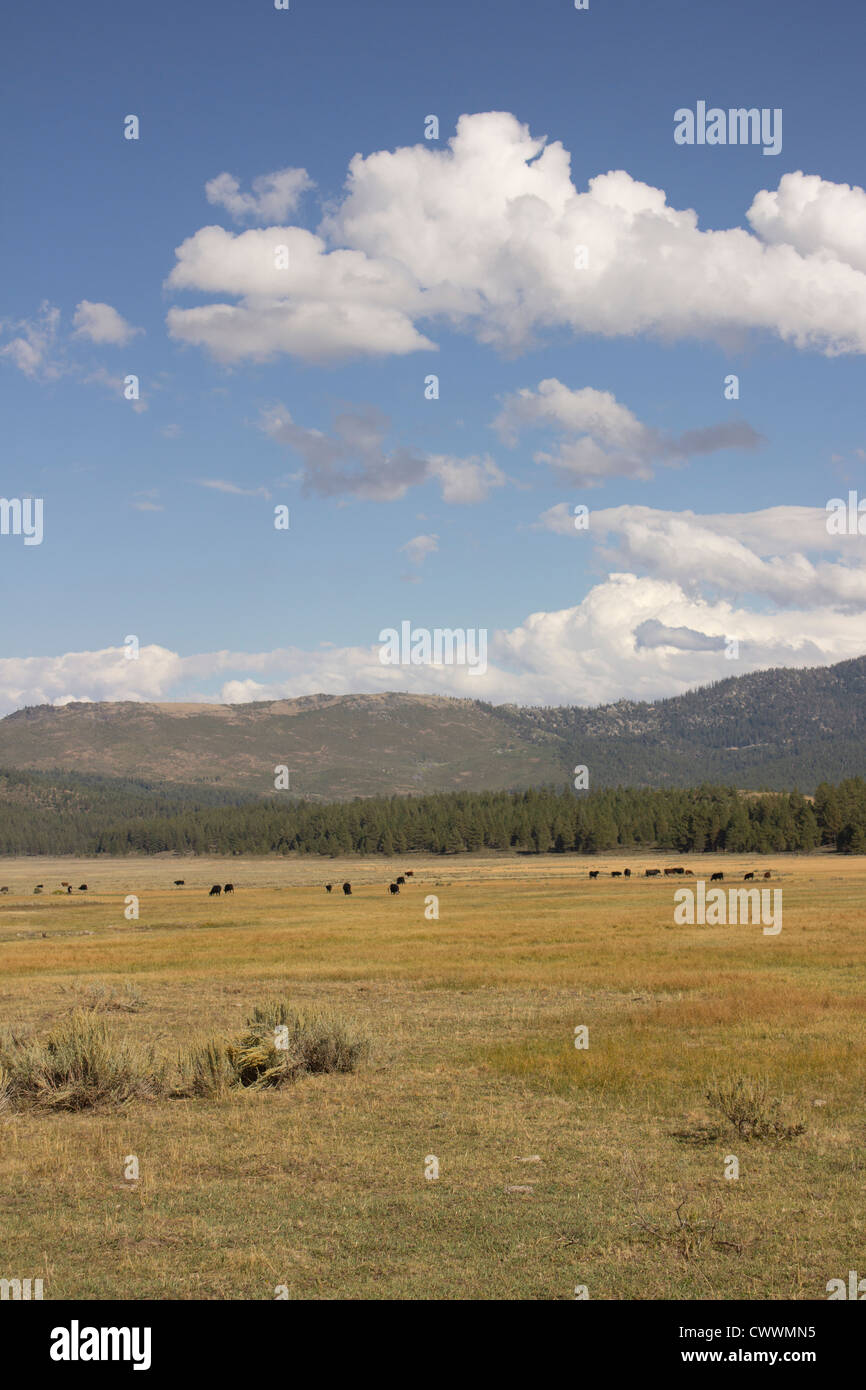 Cattle in a range in the US national Forest in Dog Valley California ...