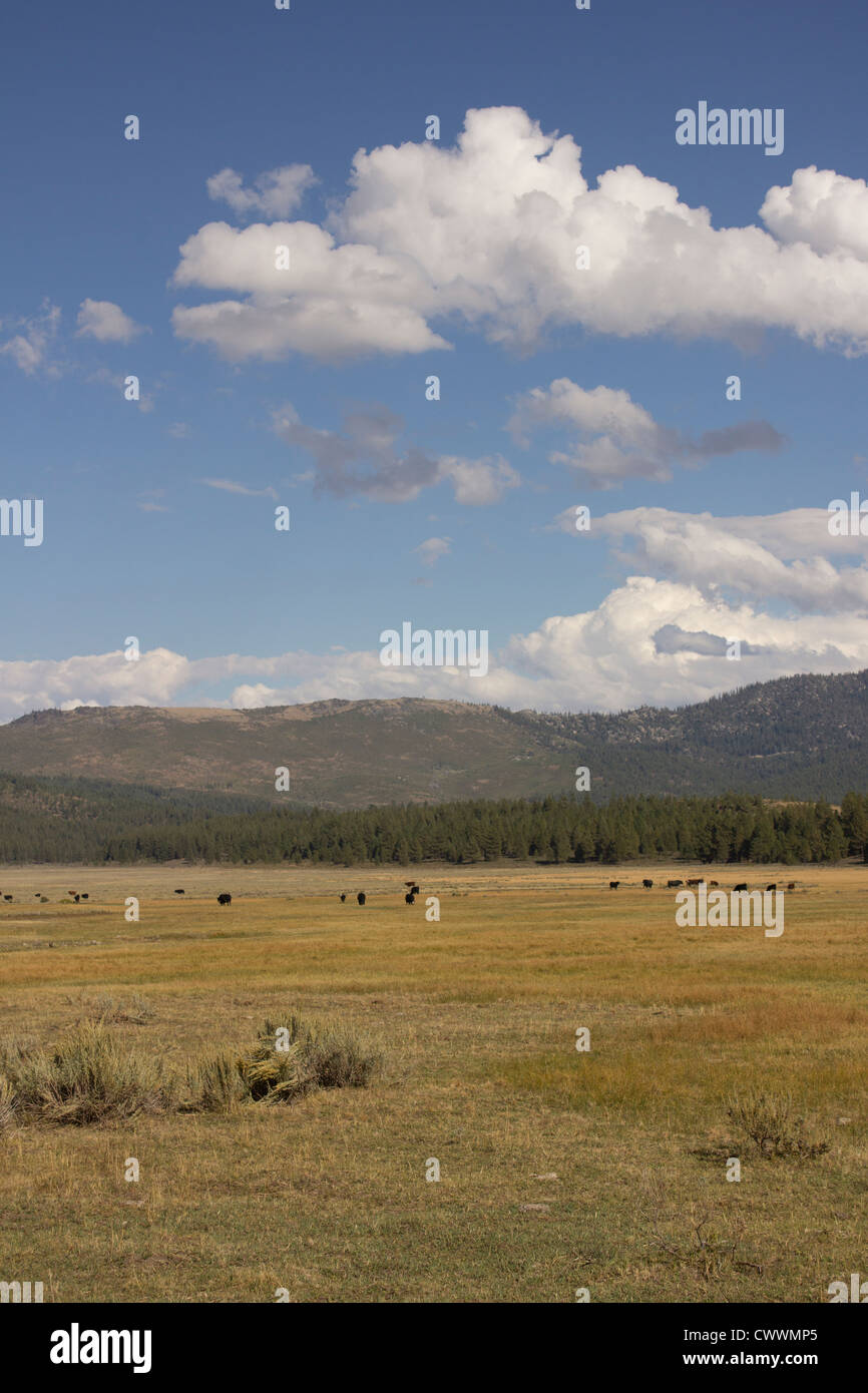 Cattle in a range in the US national Forest in Dog Valley California ...