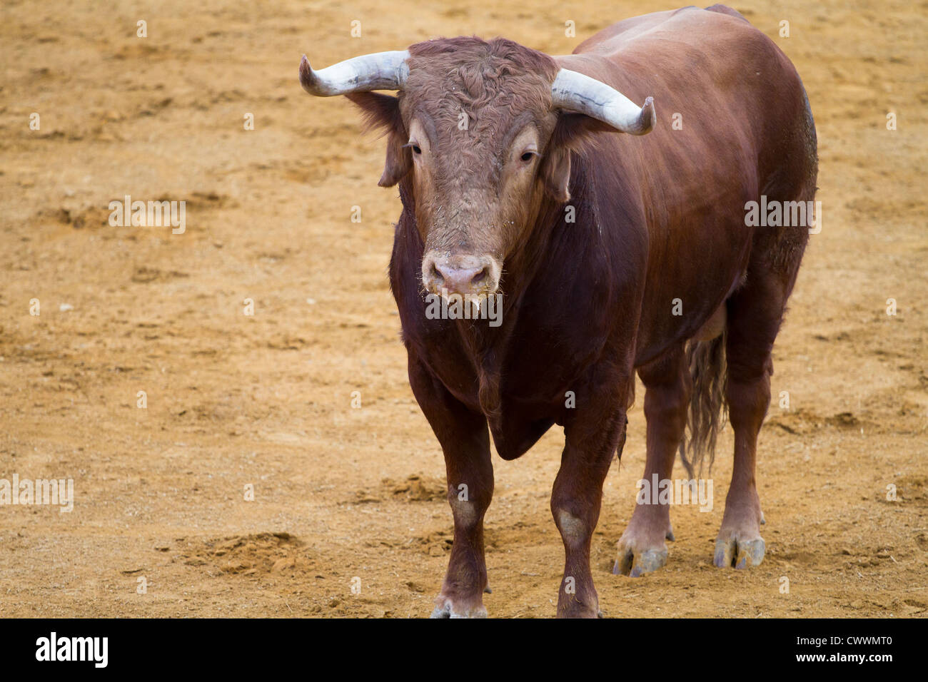 Brown bull in the spanish bullfighting arena Stock Photo - Alamy