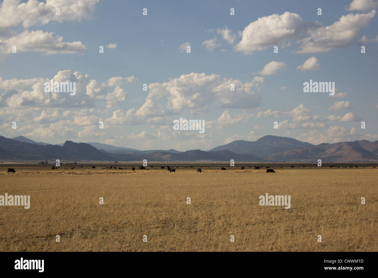 Large open field with clouds in the sky Stock Photo - Alamy