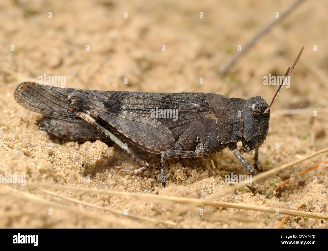 The female grasshopper Oedipoda caerulescens in the sand Stock Photo ...
