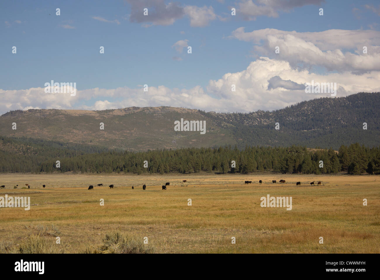 Cattle in a range in the US national Forest in Dog Valley California ...